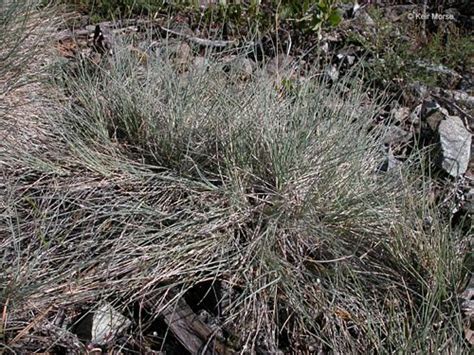 Idaho Fescue Photos Page 1