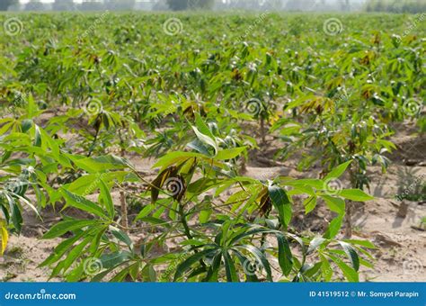 Cassava Plantation Stock Image 154412941