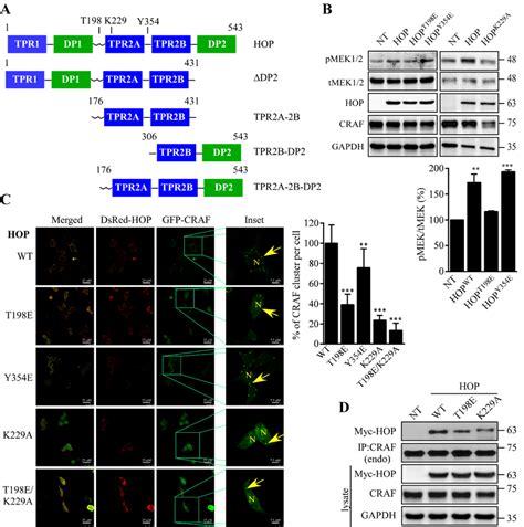 Hsp90 Hop Interaction Is Crucial For Craf Activation A Domain