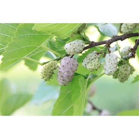 White Mulberry Tree Identification Beautiful White Mulberry Tree In