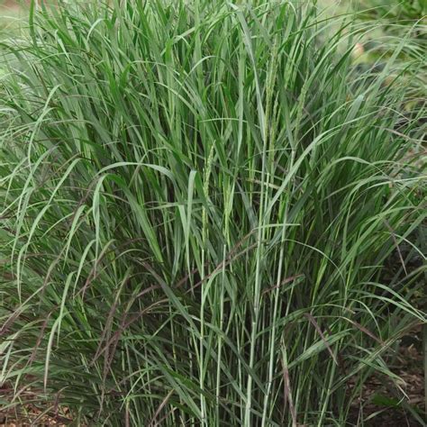 Shenandoah Switch Grass Cultivar