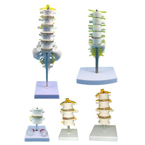 Lumbar Nerve Model Human Cervical Vertebra Carotid Artery Flexible