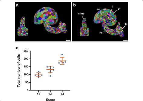 3d digital models with cellular resolution of wild type arabidopsis