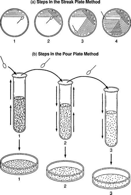 Microbial Cultivation