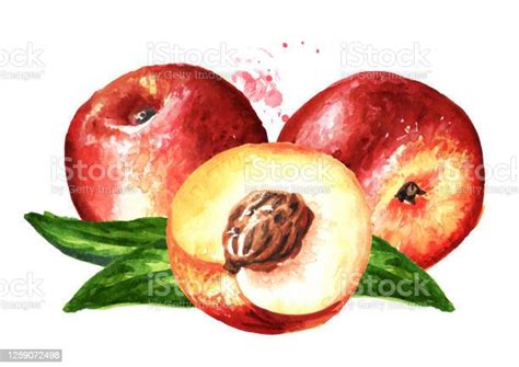 잎과 함께 익은 신선한 넥타린 복숭아 흰색 배경에 고립 된 손으로 그린 수채화 그림 건강관리와 의술에 대한 스톡 벡터 아트 및