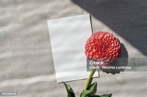 빈 종이 카드 모형과 달리아는 자연광의 그림자가 있는 중성적인 린넨 배경에 꽃을 피운다 최소한의 소박한 인사말 추수 감사절 엽서