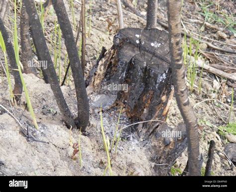 A Burned Tree Stump Remnants Of A Forest Fire Showing The Damage Caused By Fire To The Tree S