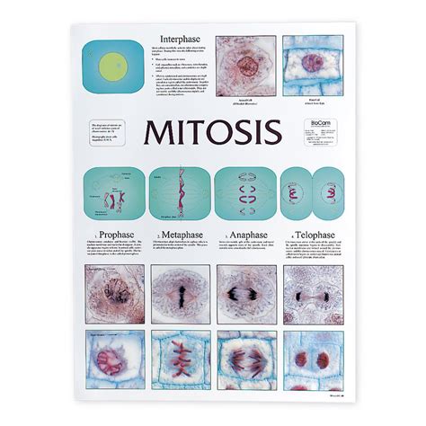 Mitosis Cell Division Chart Ayva Carolina