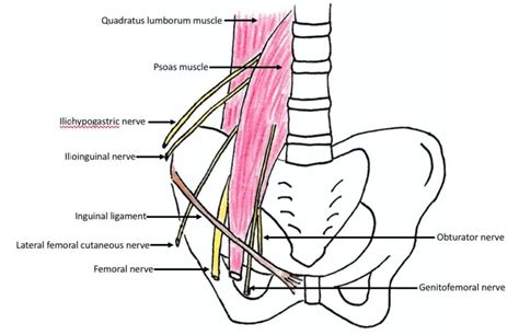 Lumbar Plexus Anatomy