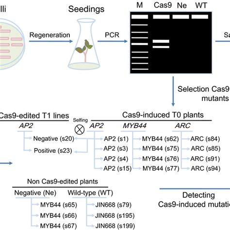 The Whole Genome Sequencing Analysis For The On‐ And Off‐target Download Scientific Diagram