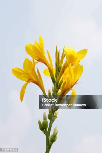 Bunga Kuning Ganyong Yang Indah Dengan Langit Biru Foto Stok Unduh Gambar Sekarang Alam