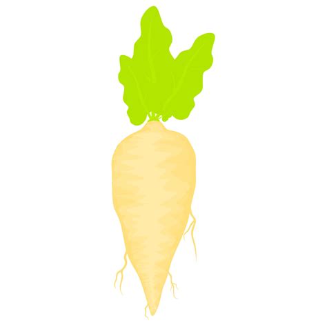 Vector Illustration Of Sugar Beet With Leaves On White Background White Beet Plant 37202414
