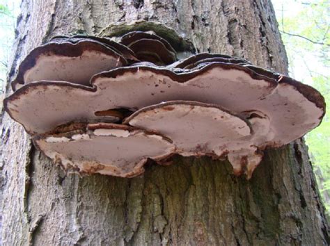 Ganoderma Applanatum On Beech Members Albums Arbtalk The Social Network For Arborists