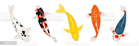 잉어 잉어 물고기 벡터 일러스트레이션입니다 흰색 배경에 고립 된 일본 잉어 물고기 비단잉어에 대한 스톡 벡터 아트 및 기타