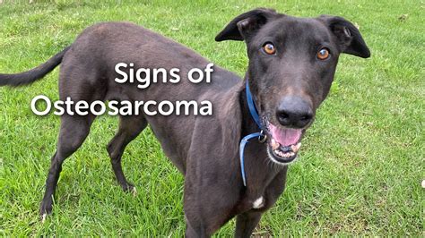 Gapnsw Signs Of Osteosarcoma