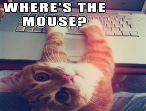 🔥 40 Grumpy Cat Meme Wallpapers Wallpapersafari