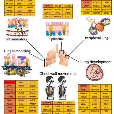 Summary Of Lung Function Biology Genes Implicated By 3 Or More Download Scientific Diagram