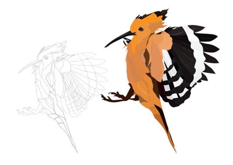 70 Upupa Epops Stock Illustrations Royalty Free Vector Graphics