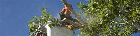 Tree Company Tree Trimmers Tree Pruning