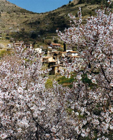 Τα ασπρόφκιορά σου Λαζανιά Κοινοτικό Συμβούλιο Λαζανιά Lazanias Community