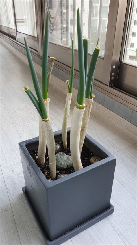 대파키우기 한달후기 심심해서 집에서 식물대신 대파를 길러봤어요ㅋ 네이버 블로그