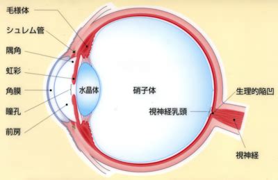 視神経の再生 坪井眼科ニュース