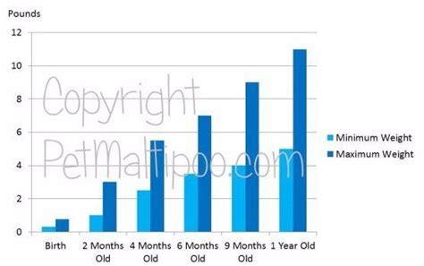Maltipoo Age Equivilancy And Growth Chart