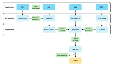 Purine Synthesis Regulation
