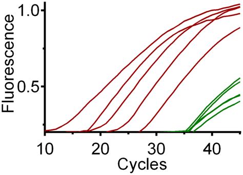 Canis Sp Qpcr Amplification Of 14 Samples Green 5 Serial Dilutions