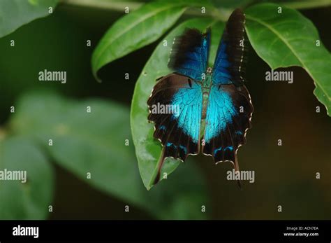 Ulysses Butterfly Papilio Ulysses Swallowtail Butterfly Electric Blue