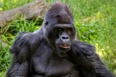 Facts On The Largest Gorilla Species Eastern Lowland Gorilla
