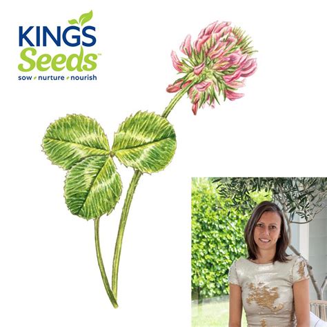 elena brambilla is kings seed s botanical artist of the month for