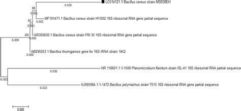 Phylogenetic Tree Of Bacillus Cereus Strain Ms038eh And Related Species