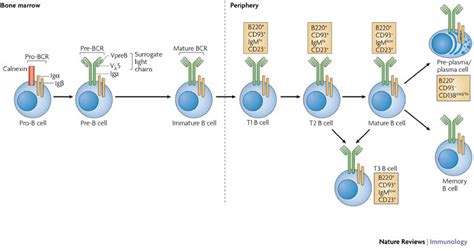 Figure 1 B Cell Anergy From Transgenic Models To Naturally Occurring Anergic B Cells B