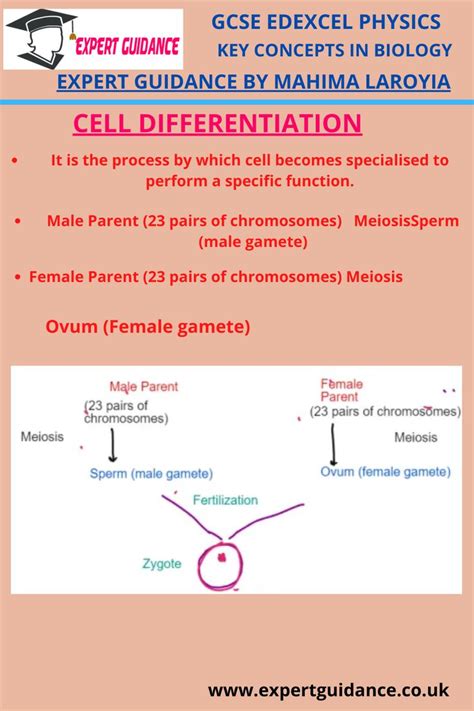 GCSE EDEXCEL BIOLOGY Key Concepts In Biology Cell DIFFERENTIATION Complete Revision Summary Notes