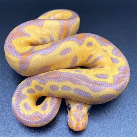 Coral Glow Female Maker Leopard Clown Ball Python By Kori Martin