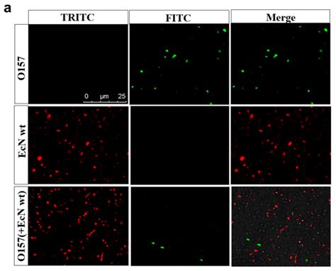 Antibacterial Mccm As The Major Microcin In Escherichia Coli Nissle 1917 Against Pathogenic
