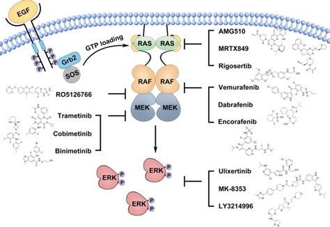 Small Molecule Compounds And The Mapkerk Signaling Pathway Smolecule