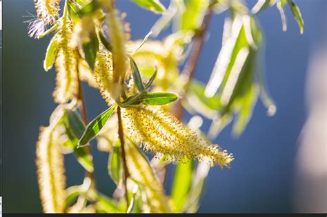 Pussy Willow Tree Care And Growing Pussy Willows