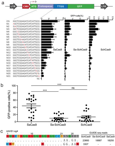 Compact Schcas9 Recognizes The Simple Nngr Pam Abstract Europe Pmc