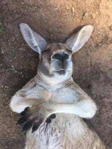Create Comics Meme Kangaroo Fucking Meme A Kangaroo Fucks A Kangaroo Meme Kangaroo Meme