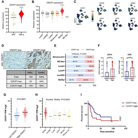 Cdcp1 Expression Is Elevated In Advanced Uc And Enriched In Ba Sq Download Scientific Diagram