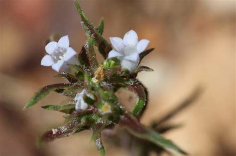 Cluster Minibell Microcodon Glomeratus · Inaturalist