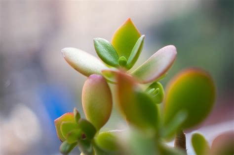 绿植养护 燕子掌的栽培技术以及养护管理 好花网