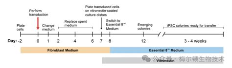 Meltonvec™ Sendai Ipsc Reprogramming Kit 成纤维细胞诱导评测