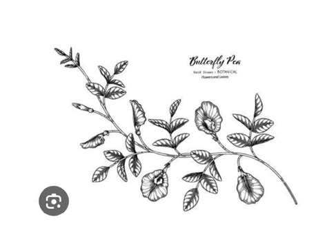 bunga telang jhon pdf