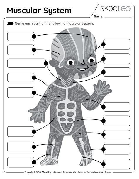 Free Muscles Activity