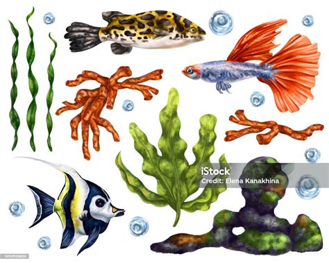 다채로운 열대어 산호 조류 바위 및 거품의 해양 세트 수중 야생 세계 흰색 배경에 디지털 일러스트레이션 포장 포스터 엽서 기념품