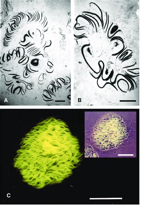 A B Electron Micrographs Of Enzymatically Isolated Iridophore Cells Download Scientific