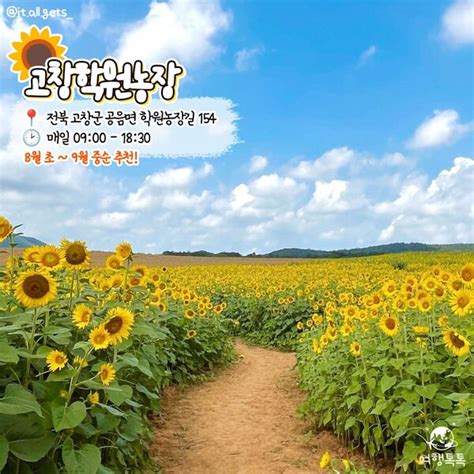 국내 해바라기 명소 추천 Best7 해바라기 축제